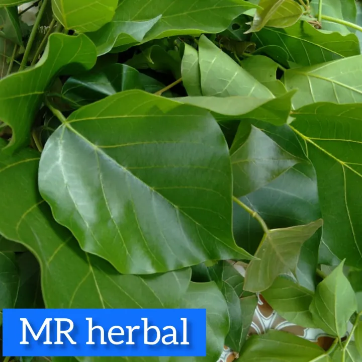 paket 500 grm daun Dadap serep segar di kemas dadakan | Lazada Indonesia