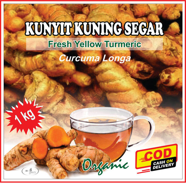 KUNYIT KUNING SEGAR / Fresh Yellow Turmeric / Curcuma Longa. Organic ...