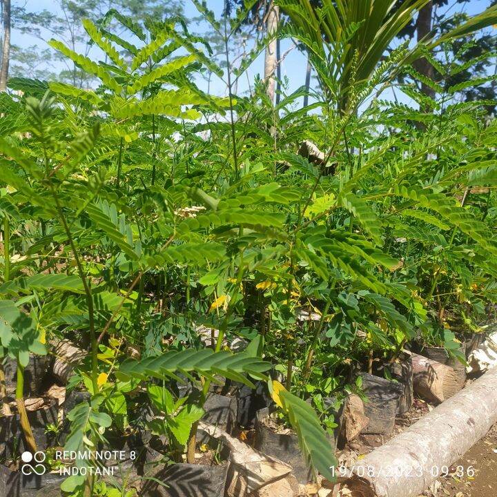 bibit pakis Brazil/ Solobium Parahiba tanaman peneduh tinggi 25 cm ...