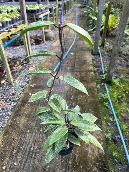 Hoya rangsan splash กระถาง4นิ้ว | Lazada.co.th