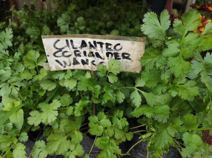 CiLANTRO / CORiANDER / WANSOY | Lazada PH