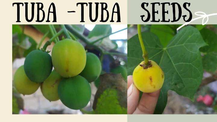 Tuba tuba seeds | Lazada PH