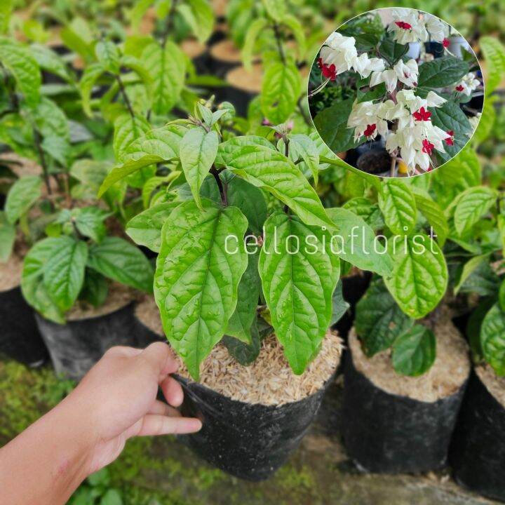 Tanaman Hias Bunga Nona Makan Sirih | Lazada Indonesia