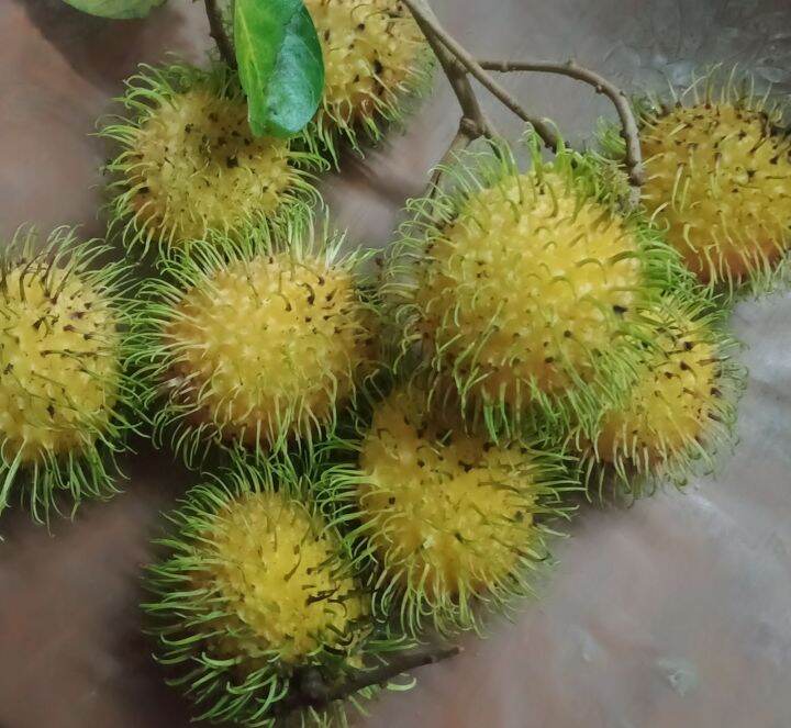 benih buah rambutan kuning, isi tidak melekat | Lazada