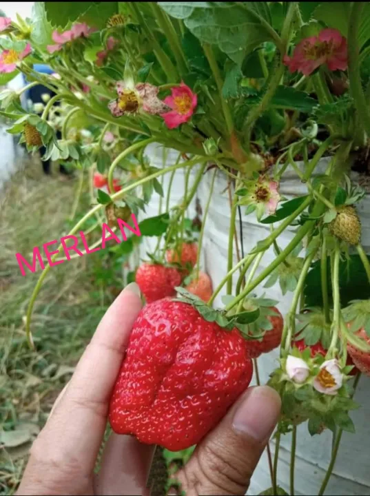 BIBIT STRAWBERRY JENIS MERLAN BUNGA PING JUMBO | Lazada Indonesia