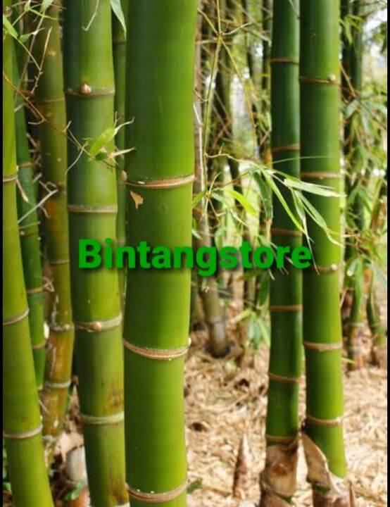 Isi 2 batang bibit bambu hijau bambu ampel size sedang | Lazada Indonesia