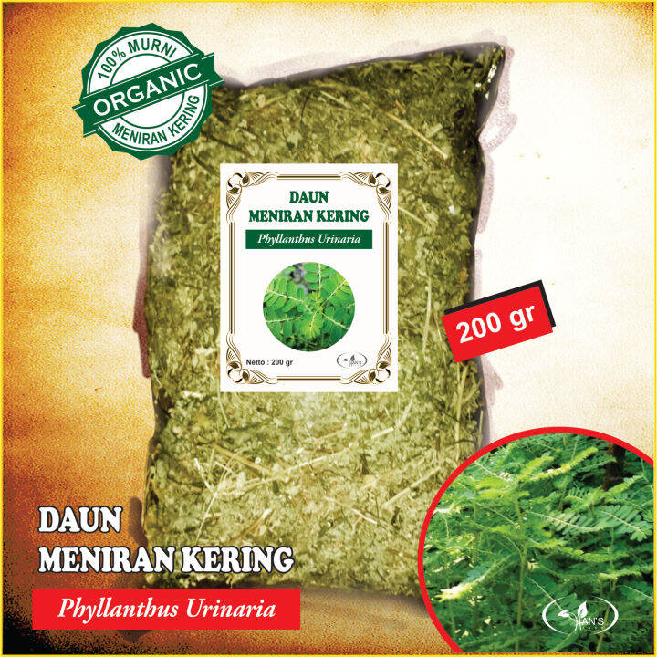daun meniran/daun meniran kering/Phyllanthus Urinaria. 200 gram ...