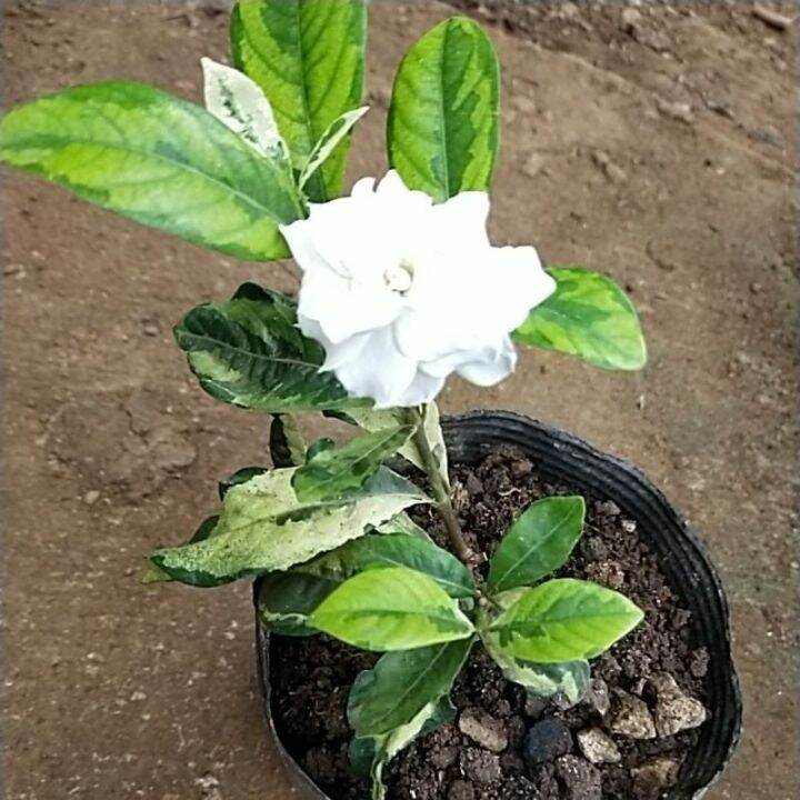 Variegated Rosal Big Flowers (FOR SURE BUYERS ONLY) | Lazada PH
