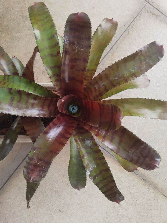 bromeliad neoregelia Aka Red tiger groves | Lazada