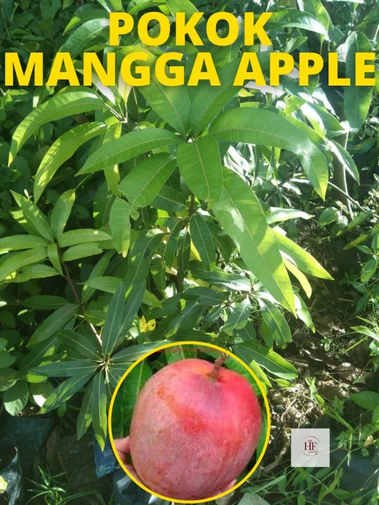 Pokok Mangga Apple cepat Berbuah Manis tanaman anak pokok kebun | Lazada
