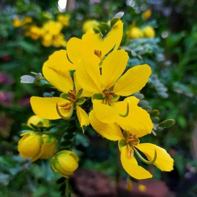 Bibit Bunga Akasia Golden / Tanaman Hias Akasia Golden | Lazada Indonesia