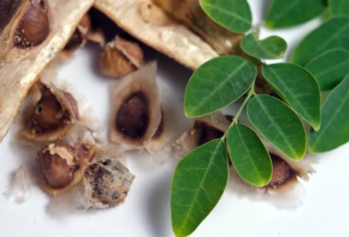 Malunggay Seeds or Moringga Seeds for planting (high germination ...