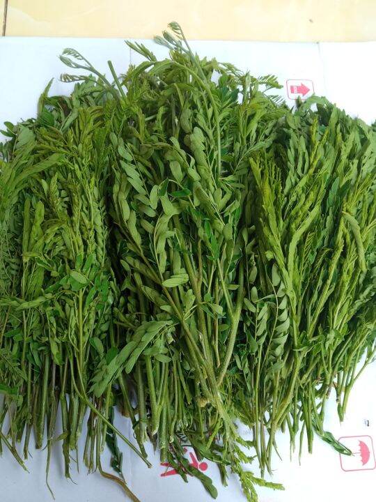 daun pete cina/daun malanding 250gram | Lazada Indonesia