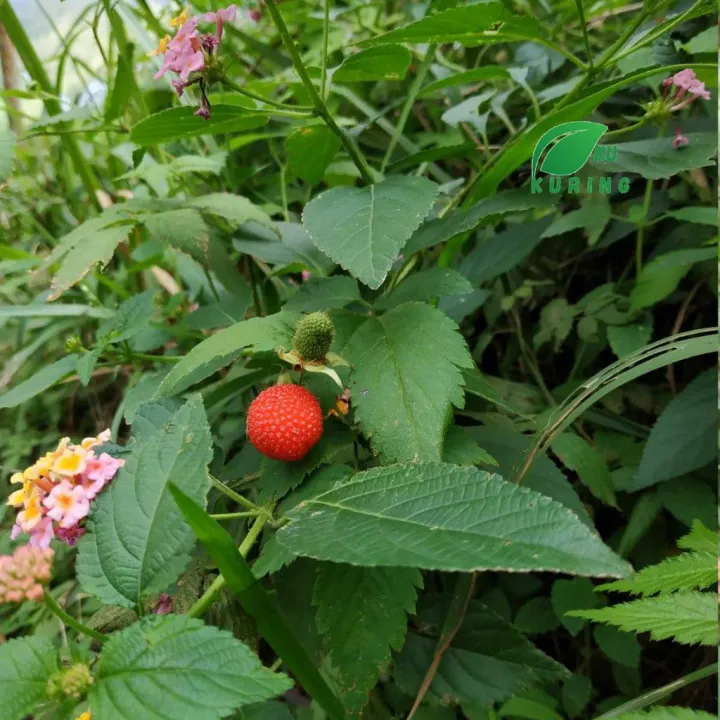 Bibit Stek Tanaman Langka Buah Arben Atau Arbei Hutan | Lazada Indonesia