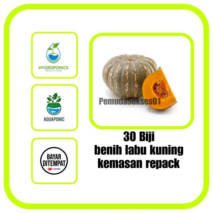 30 Biji benih labu kuning/labu parang/labu kaboca/labu super | Lazada ...