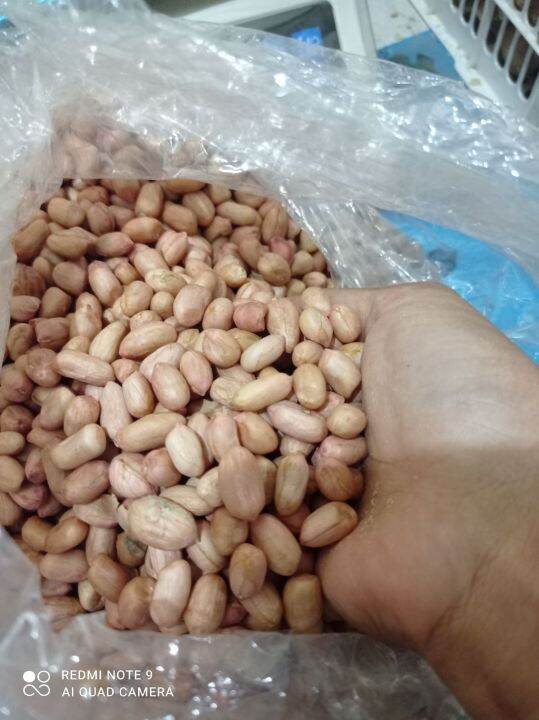 Kacang curah besar 500gr | Lazada Indonesia