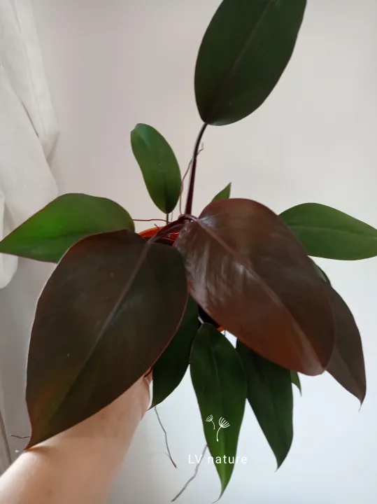 Philodendron ruby /royal queen real live plant indoor plant | Lazada