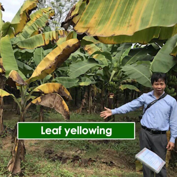 BUY 3 FREE 1 Agrivax 250ml - Hari ng mga Fungicides - Organic Fungicide ...