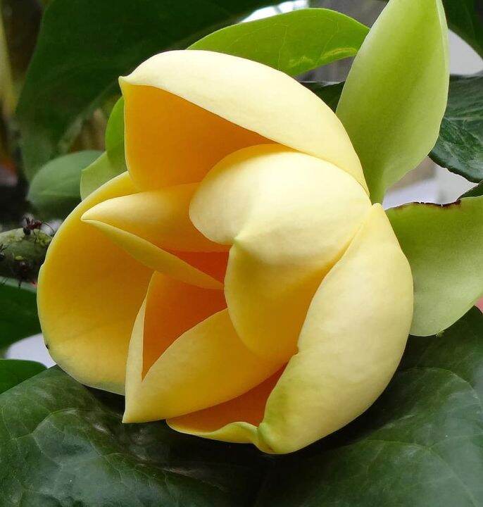 pokok cempaka telur kuning /LILIFLORA MAGNOLIA YELLOW | Lazada