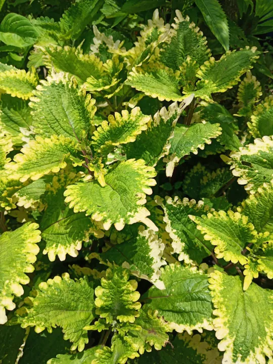 Mayana Wizard Jade Coleus plants | Lazada PH