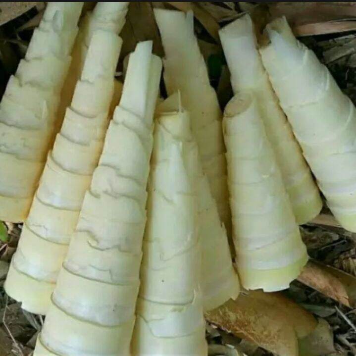 rebung sayur I Rebung bambu muda bambu 500grm | Lazada Indonesia