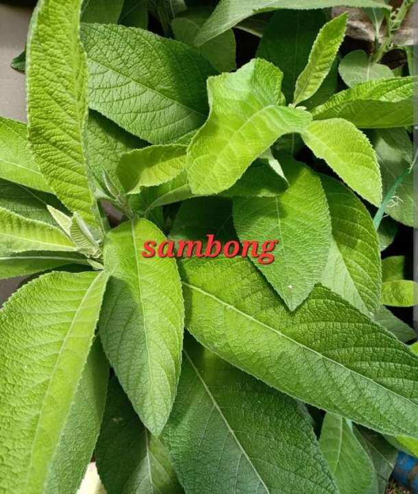 Sambong leaves(30 leaves per pack) | Lazada PH