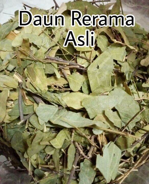 Daun Rerama Hijau Asli (30gram) | Lazada