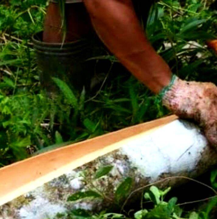 Kulit batang pohon Kemiri fresh 500 gr | Lazada Indonesia