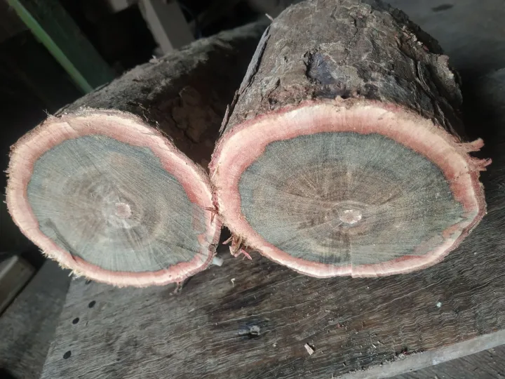 bahan galih kayu Bidara arap | Lazada Indonesia