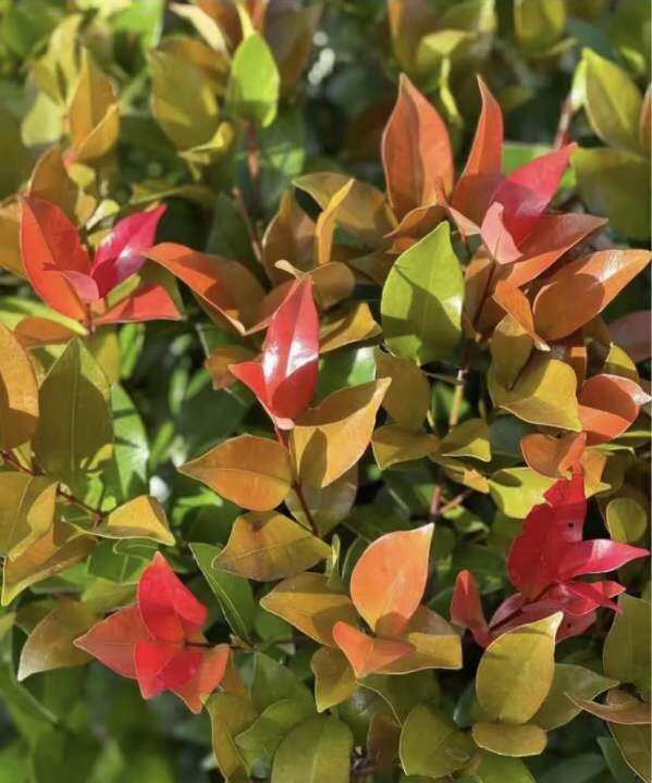 ORANGE EUGENIA OUTDOOR/ REAL PLANT SMALL SIZE | Lazada PH