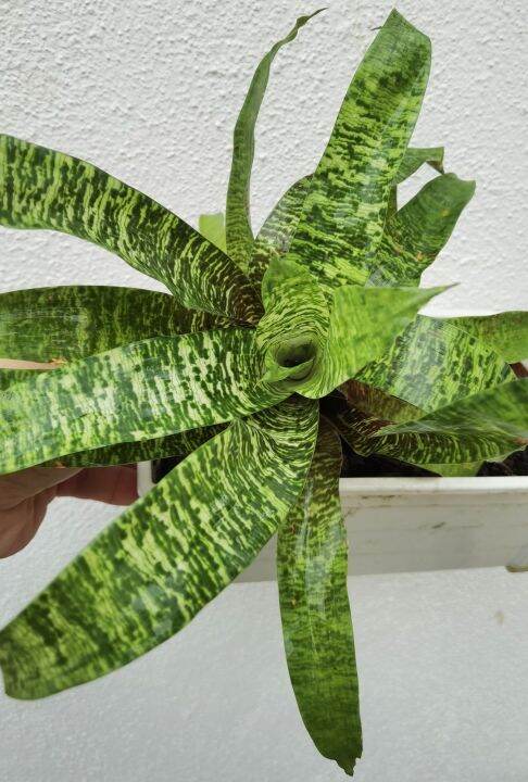 bromeliad goudaea Ospinae cv. Gruberi Ice | Lazada
