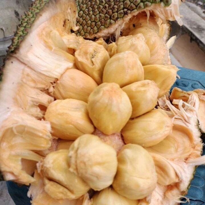 Buah cempedak kahwin hybrid 2 kg isi tebal | Lazada