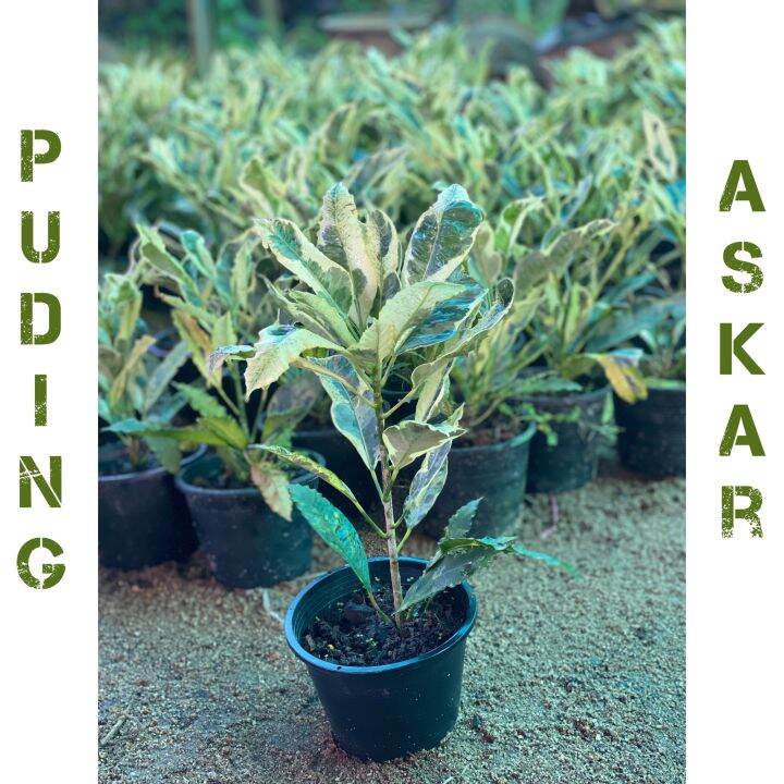 Pokok puding askar thai hybrid murah | Lazada