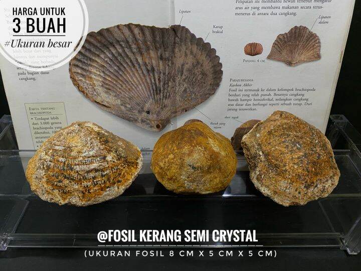 Fosil Kerang Semi Crystal A49 atau Fosil Keong atau Bivalvia Fossil ...