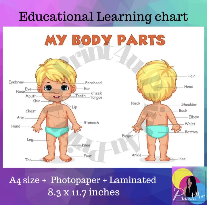 my Body Parts educational learning chart A4 Laminated | Lazada PH