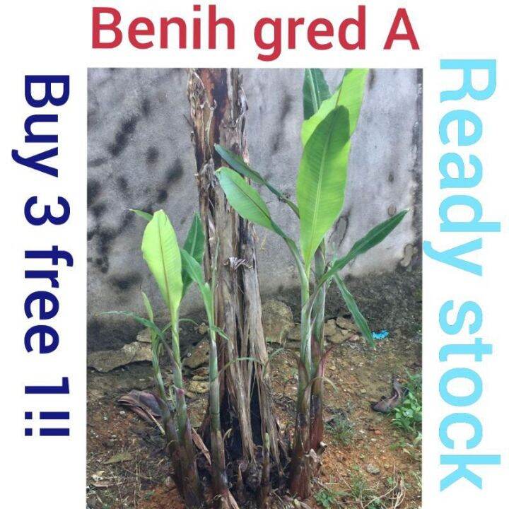 [ANAK PISANG , BENIH SULUR PISANG PELBAGAI][BENIH FRESH DAN BERKUALITI ...