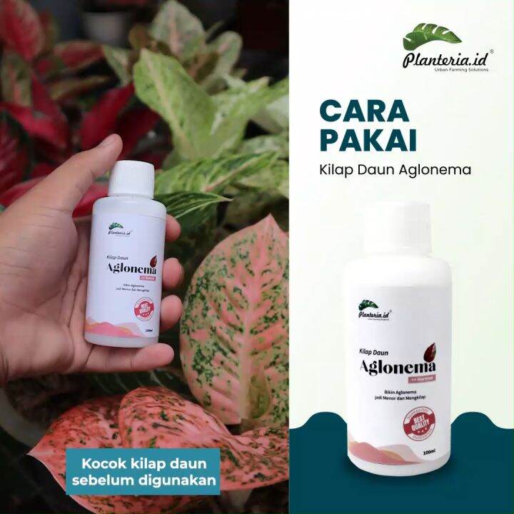 Kilap daun leafshine kilap daun aglonema 100 ml Organik untuk aglonema ...