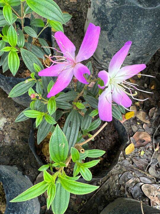 Senduduk Pokok outdoor / bunga purple | Lazada