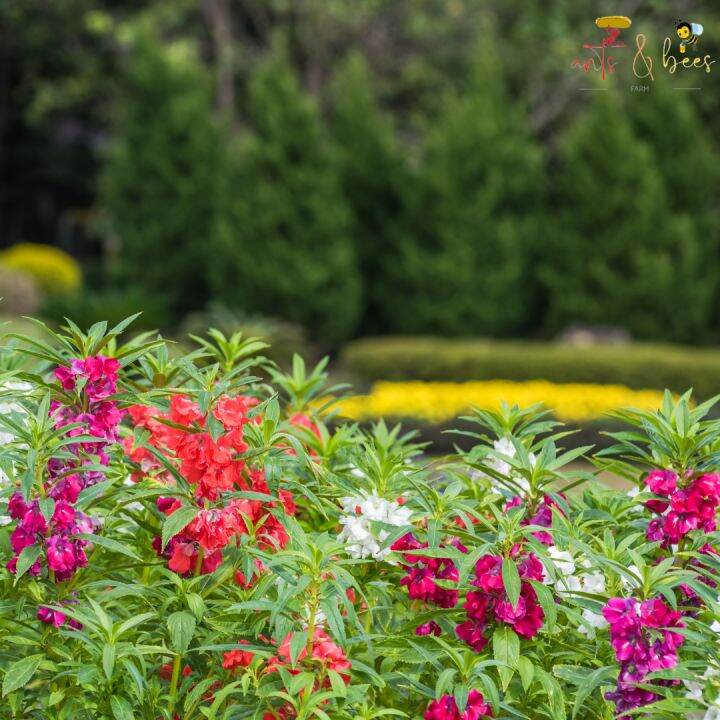 balsam kamantigi flower 20 seeds for planting binhi pantanim | Lazada PH