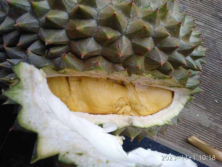 Durian bawor banyumas | Lazada Indonesia