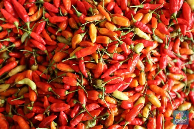 Cabai Rawit Setan ( 1KG ) | Lazada Indonesia