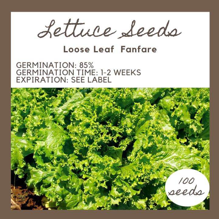 Lettuce Seeds Loose Fanfare 100 seeds | Lazada PH
