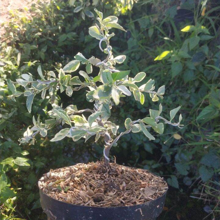 Bahan Bonsai Legistrum Variegata Prospek | Lazada Indonesia