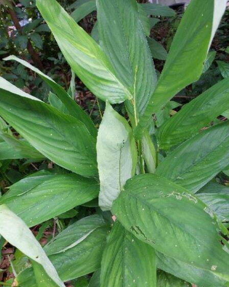 pokok sagu Bemban/ubi garut | Lazada