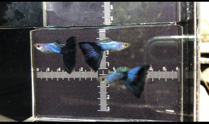 Guppy singa blue | Lazada