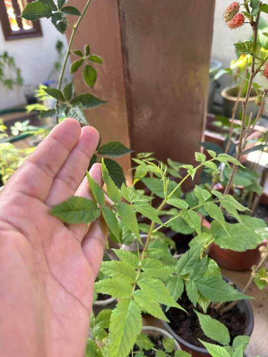 Anak Pokok Raspberry Kuning Oren (Native) | Lazada