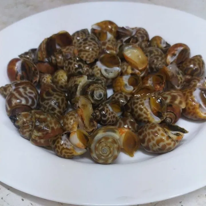 kerang macan 1 kg frozen | Lazada Indonesia