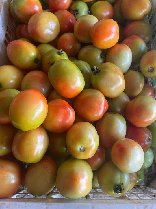 kamatis 250g | Lazada PH