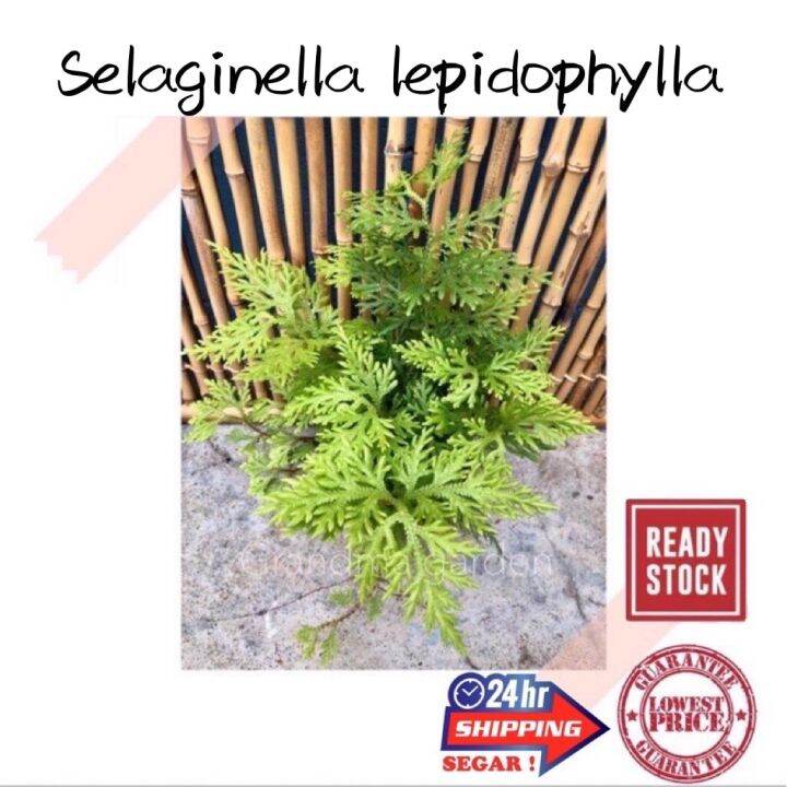 GG real plant) selaginella lepidophylla ^ pokok hidup hiasan rumah ...