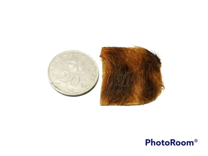 KULIT MUKA MACAN | Lazada